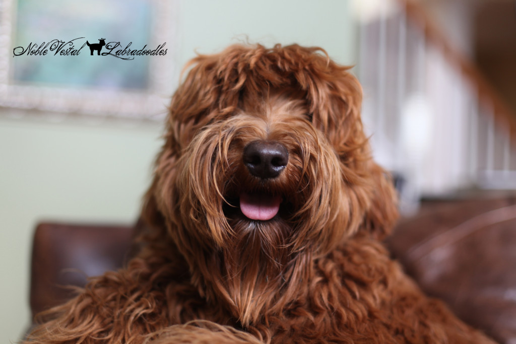 Coat Color - Noble Vestal Doodles