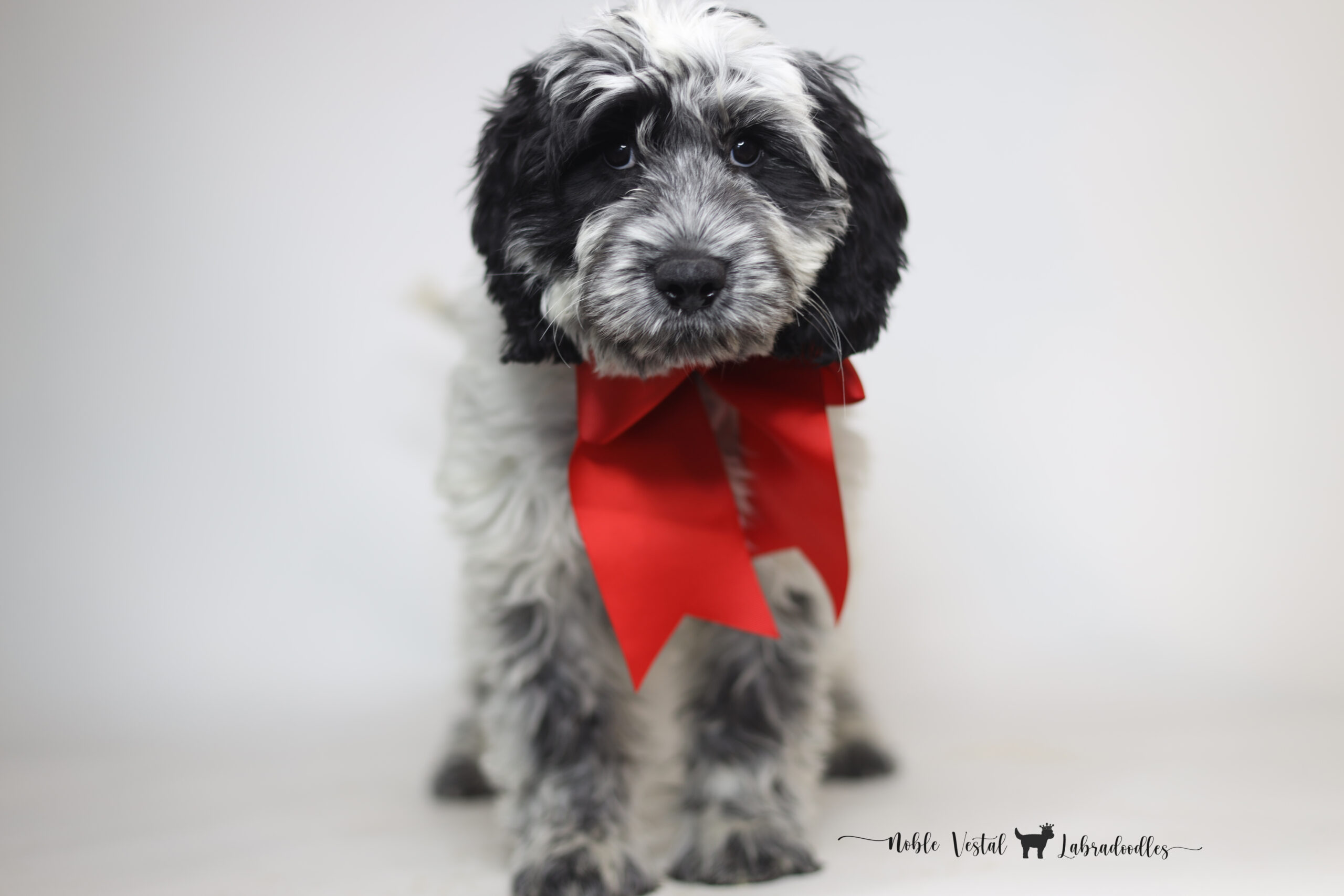 Snoopy - Noble Vestal Doodles