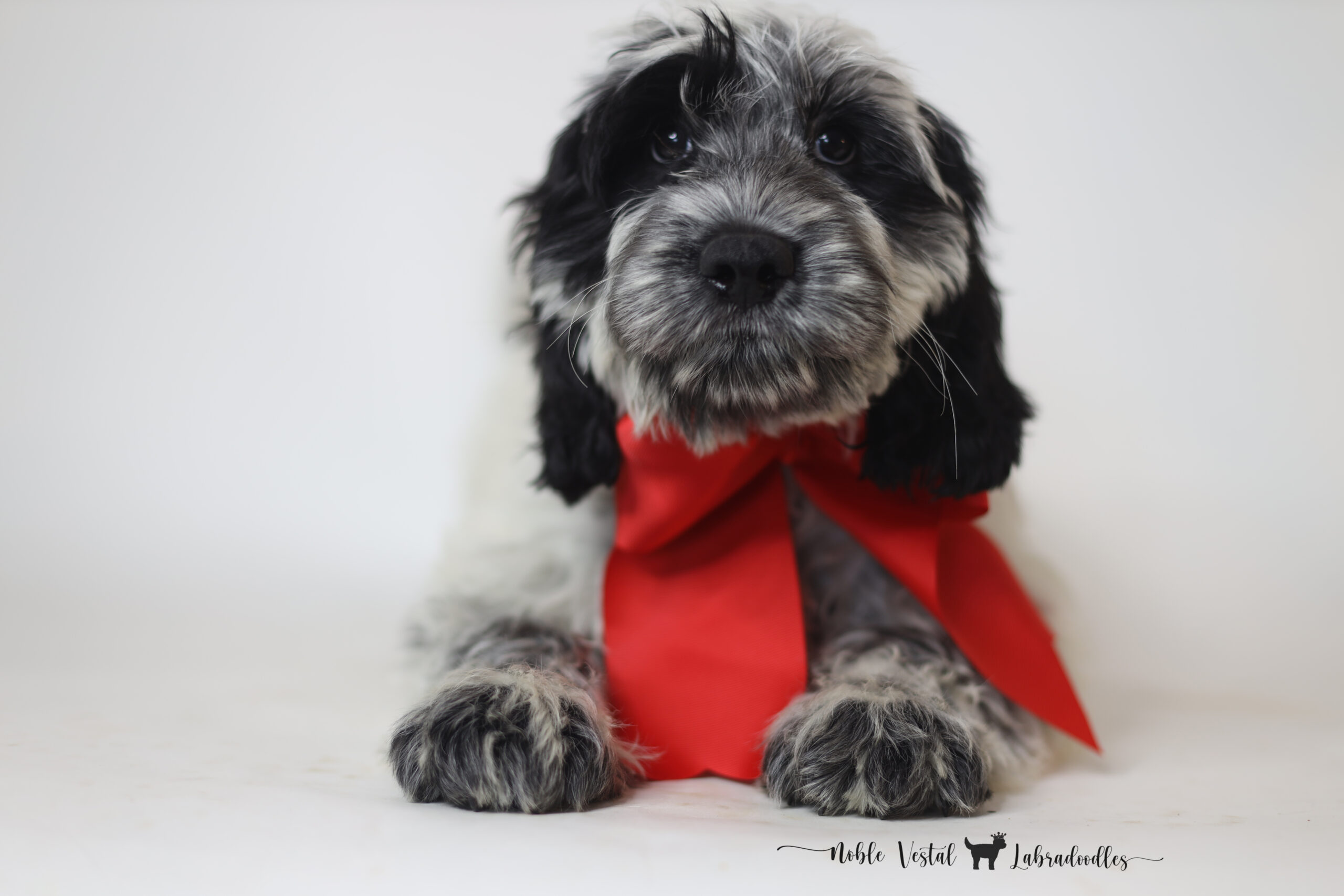 Snoopy - Noble Vestal Doodles